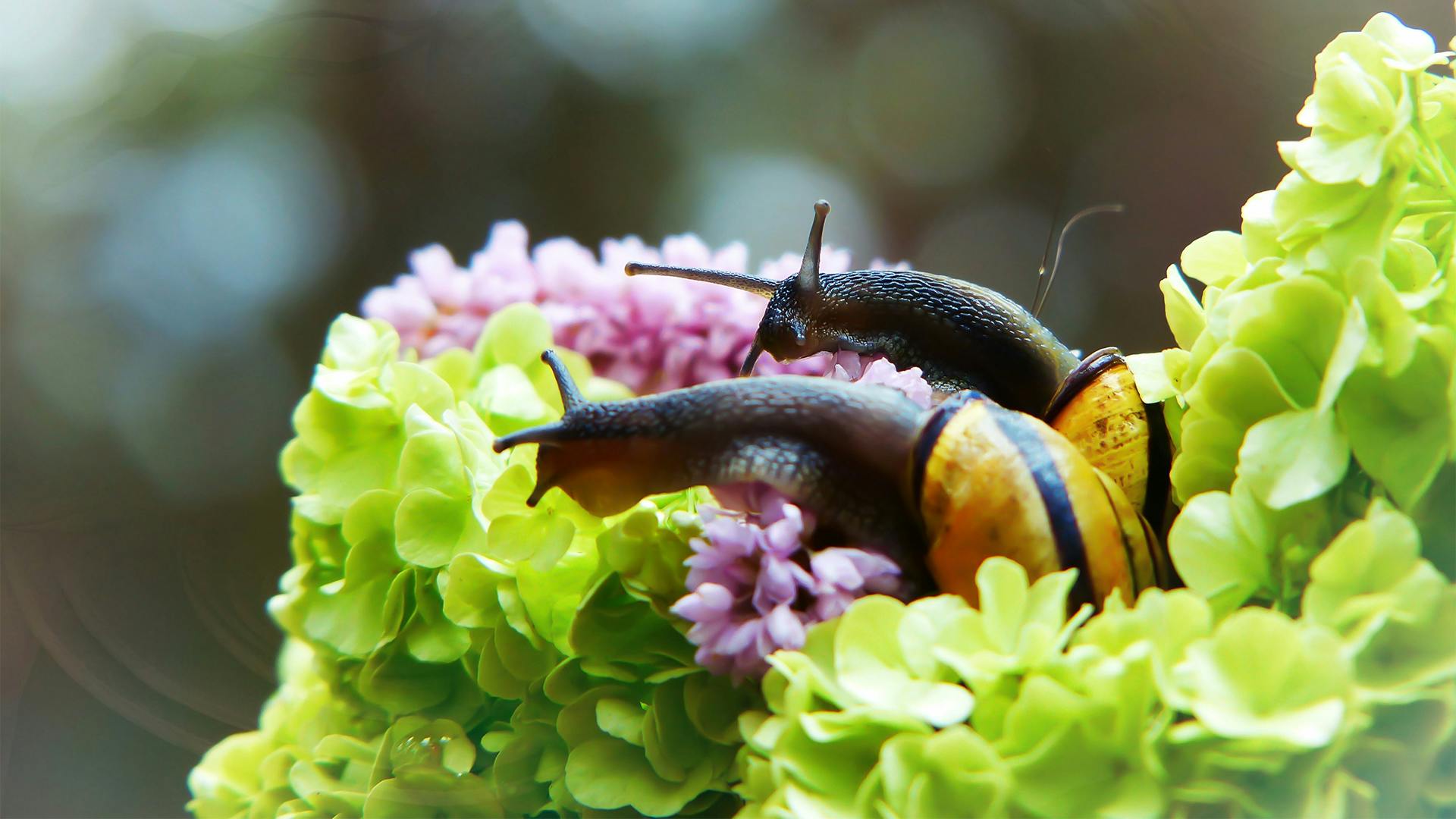 Garden Diary | What to do in your Garden in July